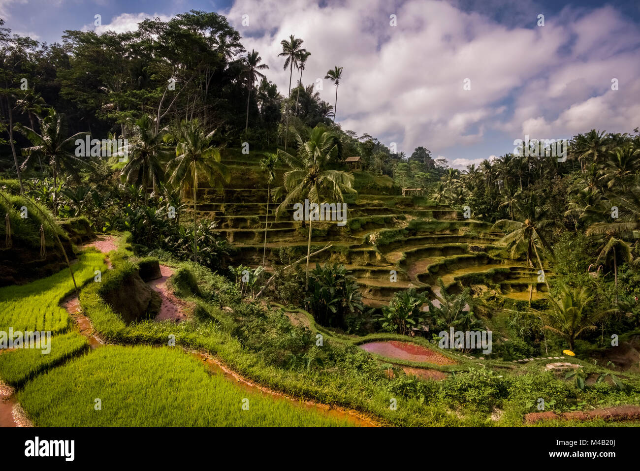 Rice terraces on bali hi-res stock photography and images - Alamy