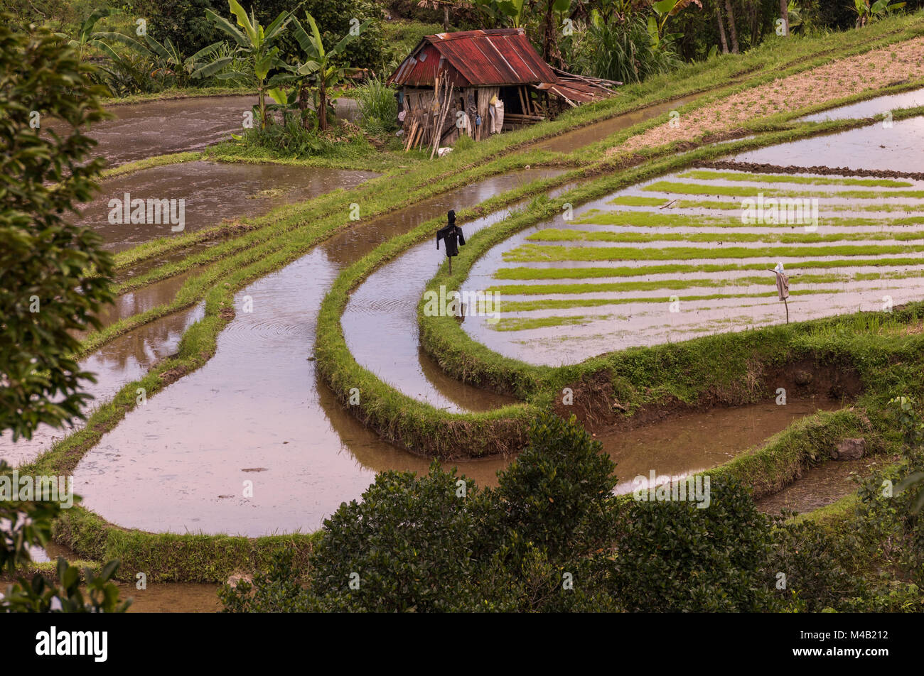 Rice terraces on Bali,Indonesia Stock Photo - Alamy