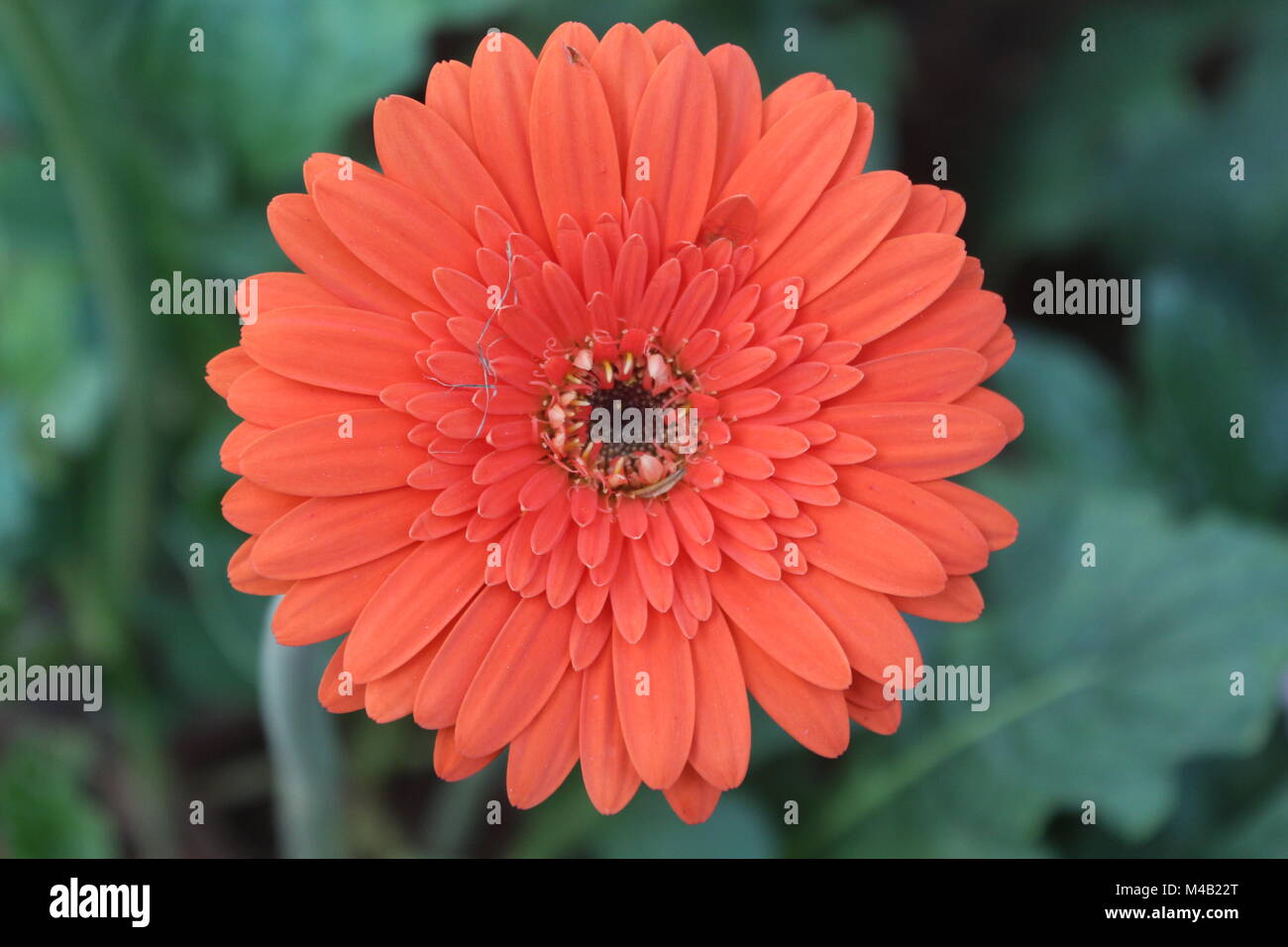 isolated giant daisy in the garden Stock Photo - Alamy