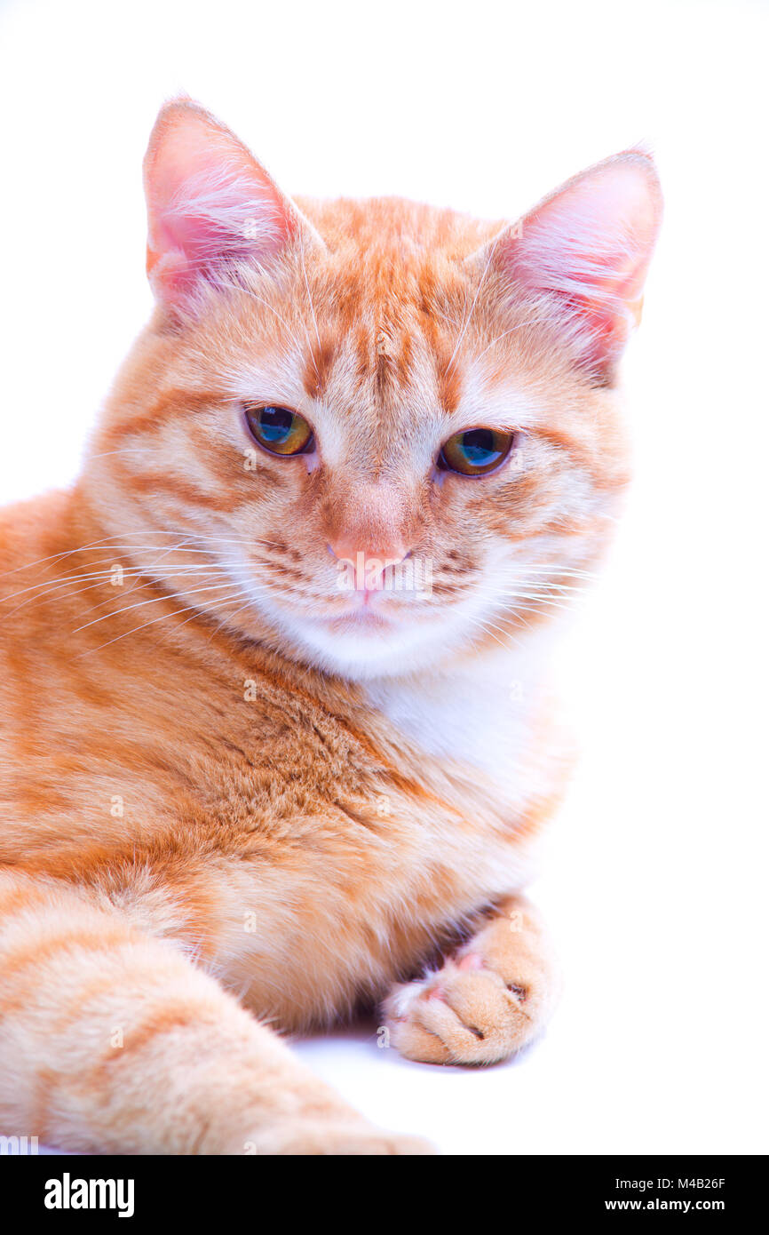 Ginger cat portrait studio isolated Stock Photo - Alamy