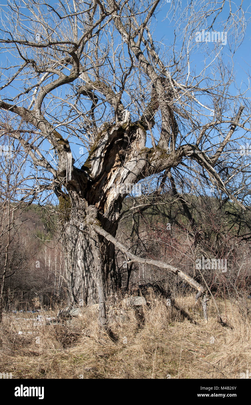 Old dry tree Stock Photo - Alamy