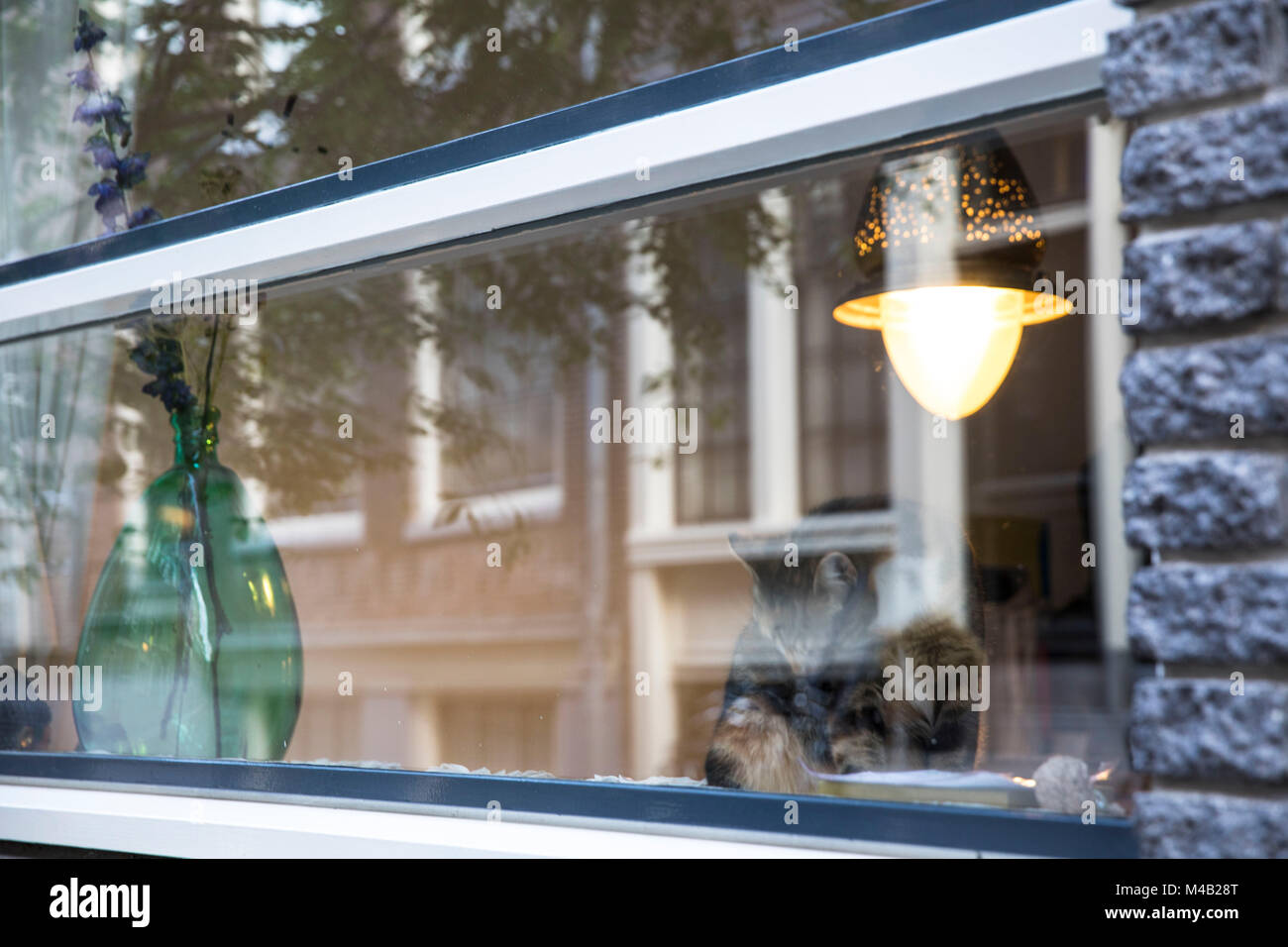 The Netherlands,Holland,Amsterdam,cat in window Stock Photo - Alamy