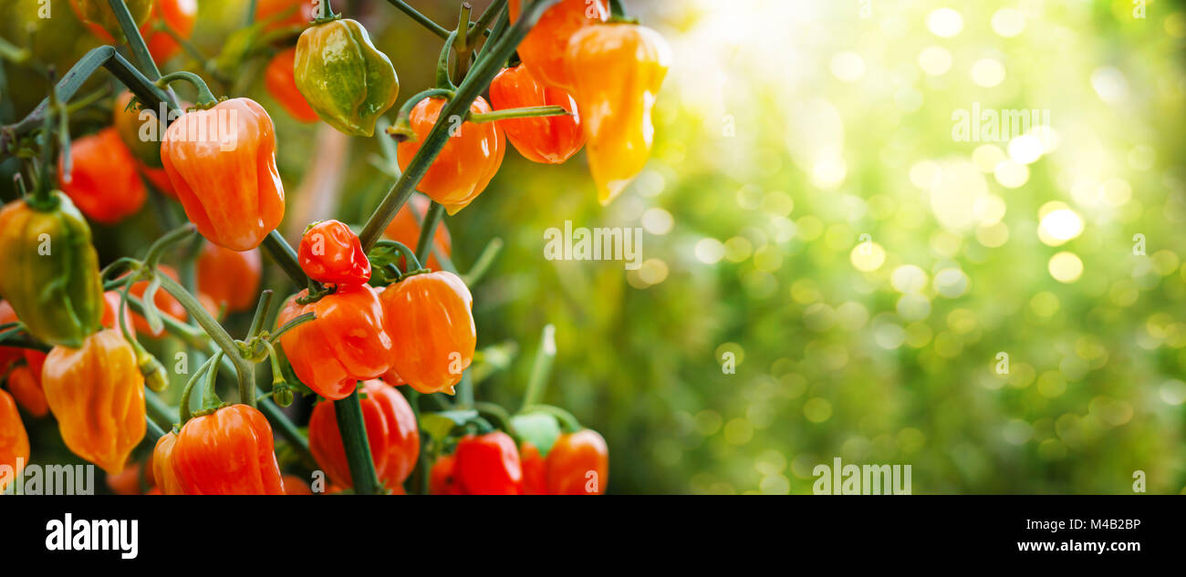 Orange chilli hi-res stock photography and images - Alamy