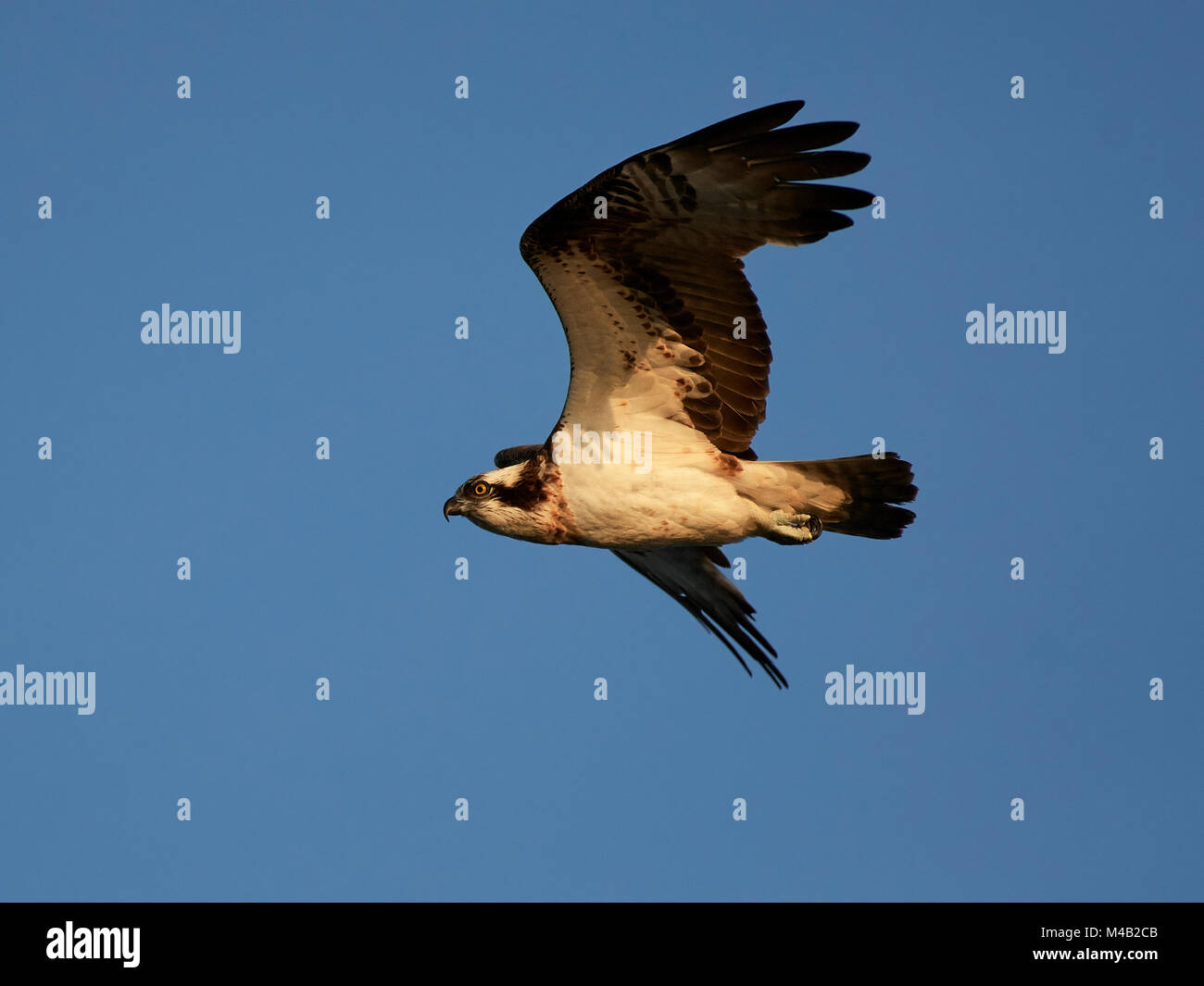 Osprey in flight in its natural habitat Stock Photo - Alamy