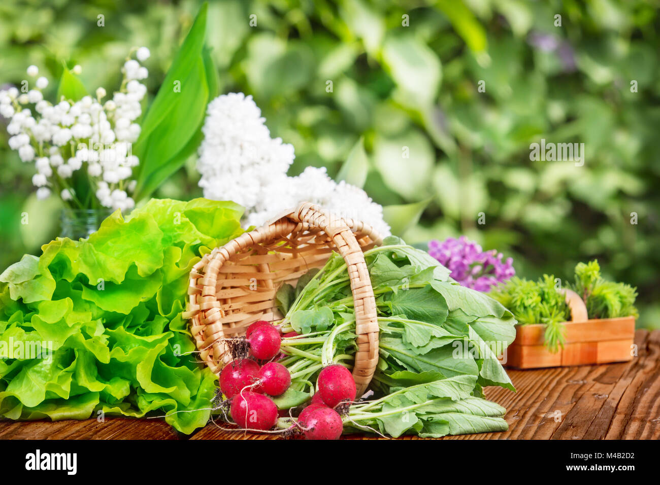 Radishes,harvest in May Stock Photo - Alamy