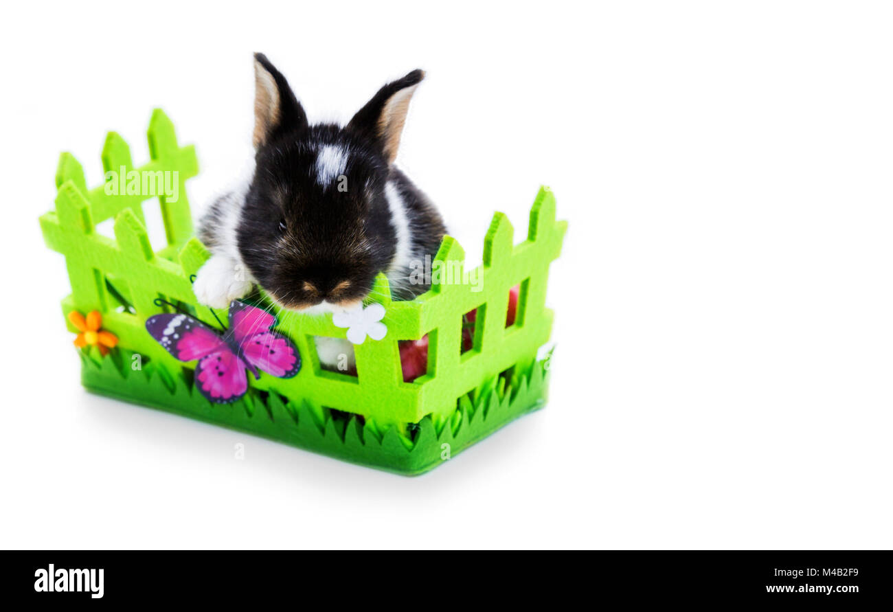 Bunny in the basket hi-res stock photography and images - Alamy