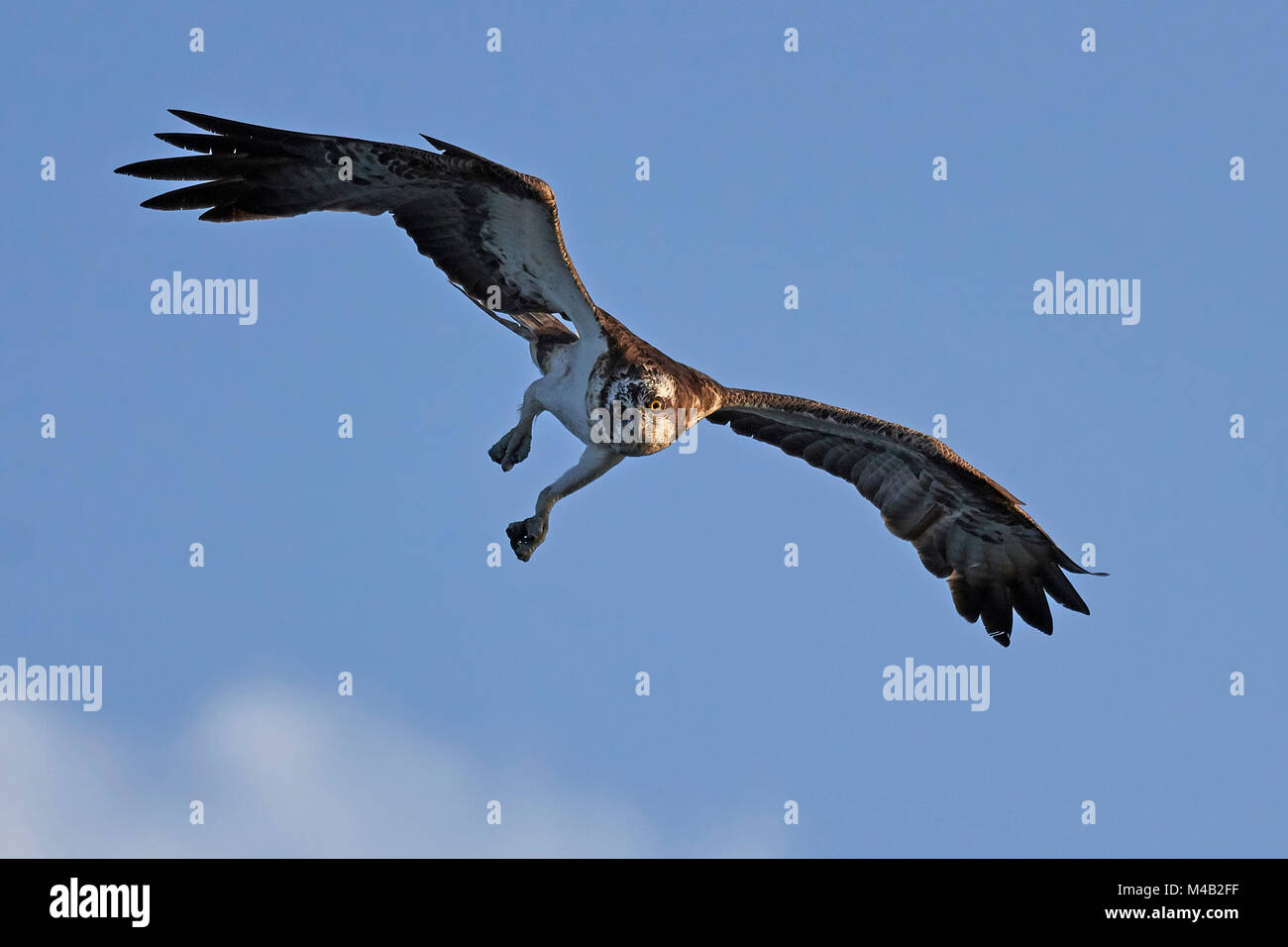 Osprey in flight in its natural habitat Stock Photo - Alamy