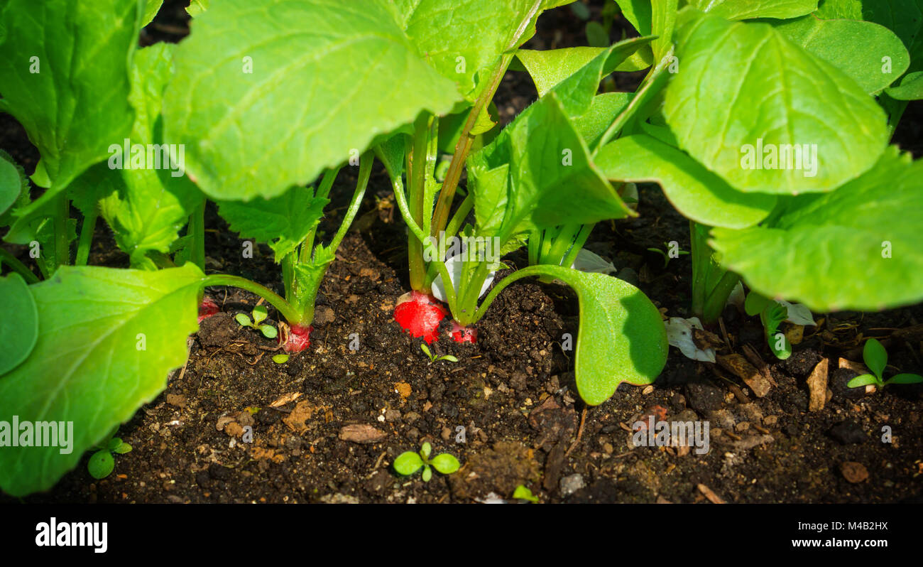 Red small radishes growing Stock Photo - Alamy