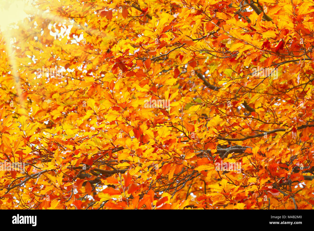 Copper colouring hi-res stock photography and images - Alamy