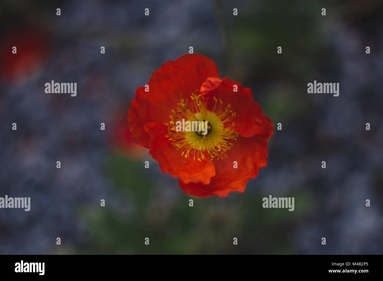 single poppy seed blossom bright red Stock Photo - Alamy