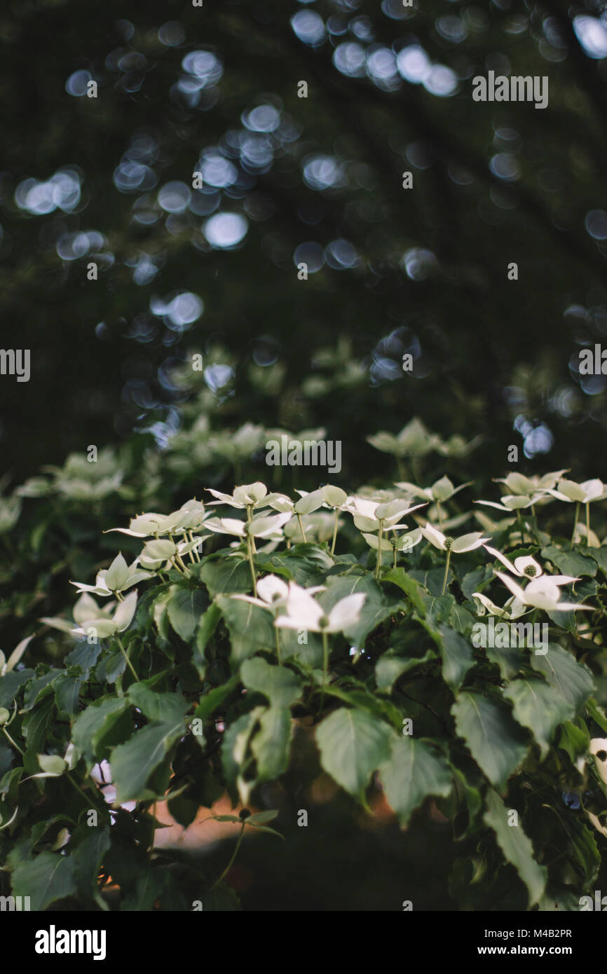 Blossoming dogwood tree in June Stock Photo - Alamy