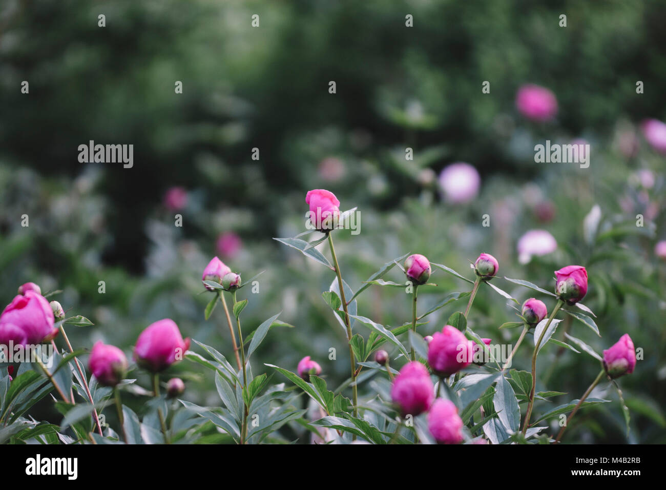 European Peonies High Resolution Stock Photography and Images - Alamy