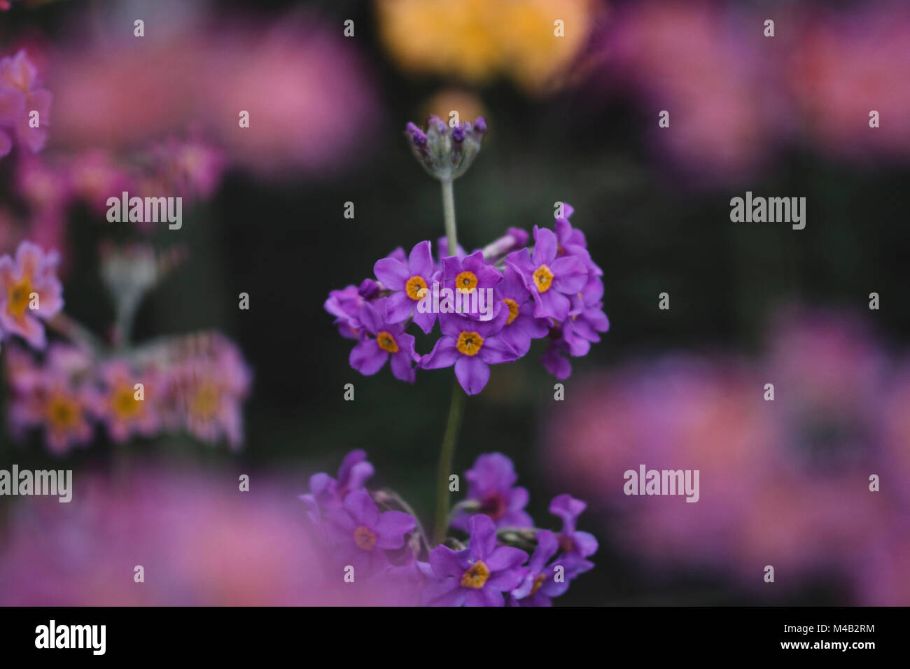 Primula x Bullesiana,a kind of primrose in the botanical garden Stock ...