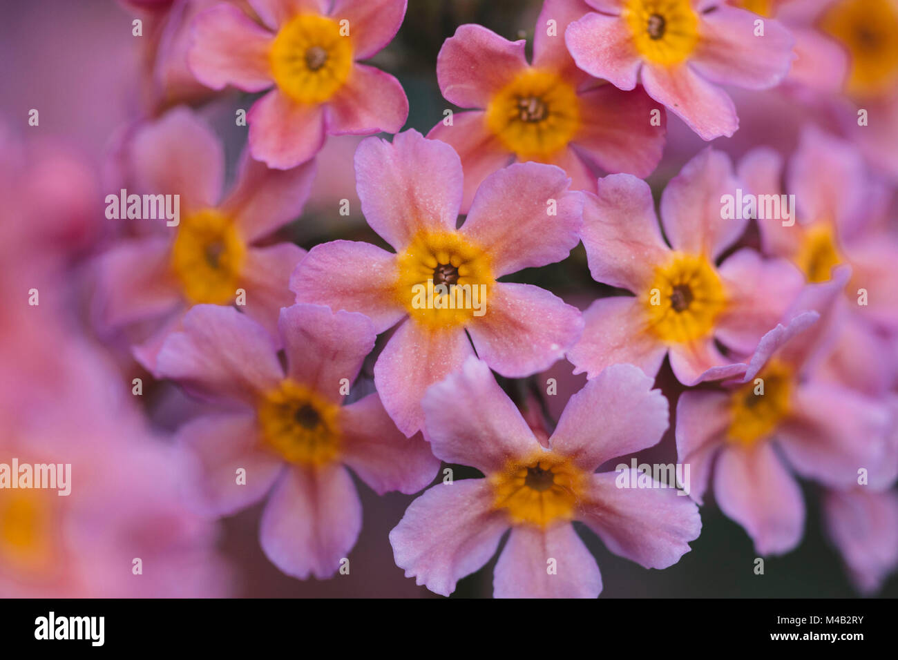 Primula x Bullesiana,a kind of primrose in the botanical garden Stock ...