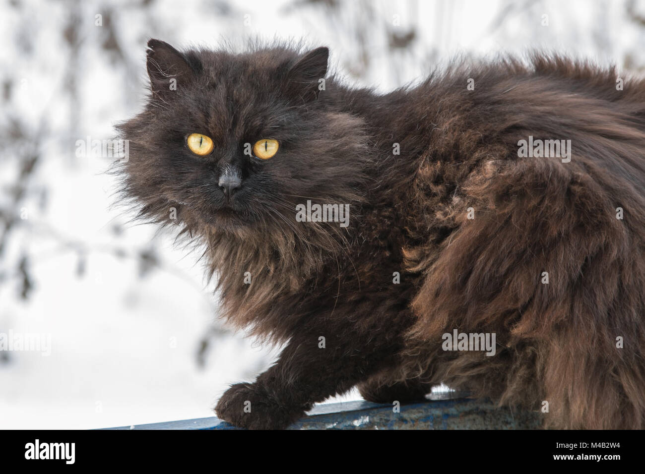 Black cat outdoor hi-res stock photography and images - Alamy