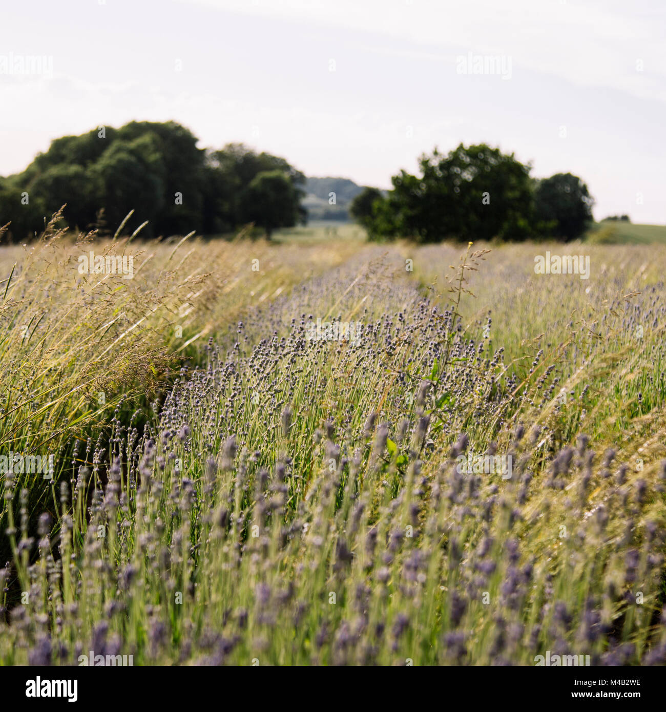 Lavender field in Germany in East Westphalia,organic cultivation ...