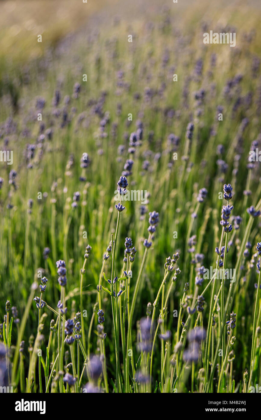 Lavender field in detmold hi-res stock photography and images - Alamy