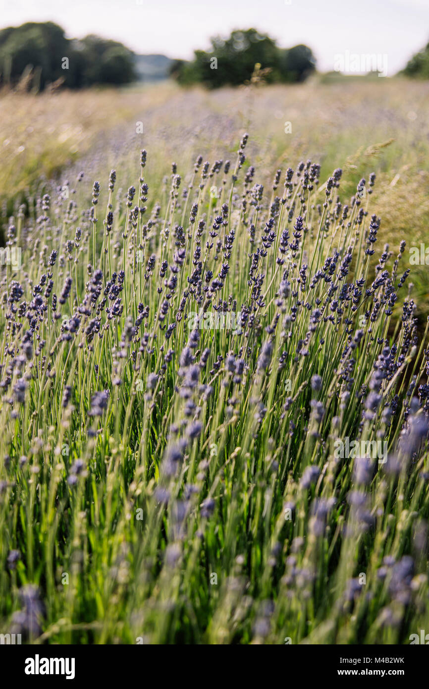 Lavender field in Germany in East Westphalia,organic cultivation ...