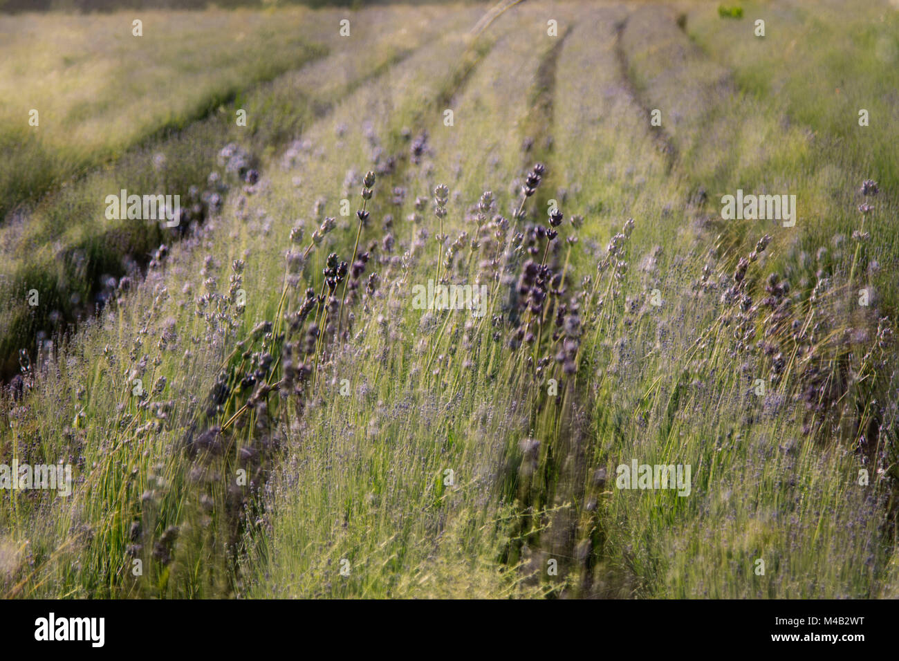 Lavender field in detmold hi-res stock photography and images - Alamy