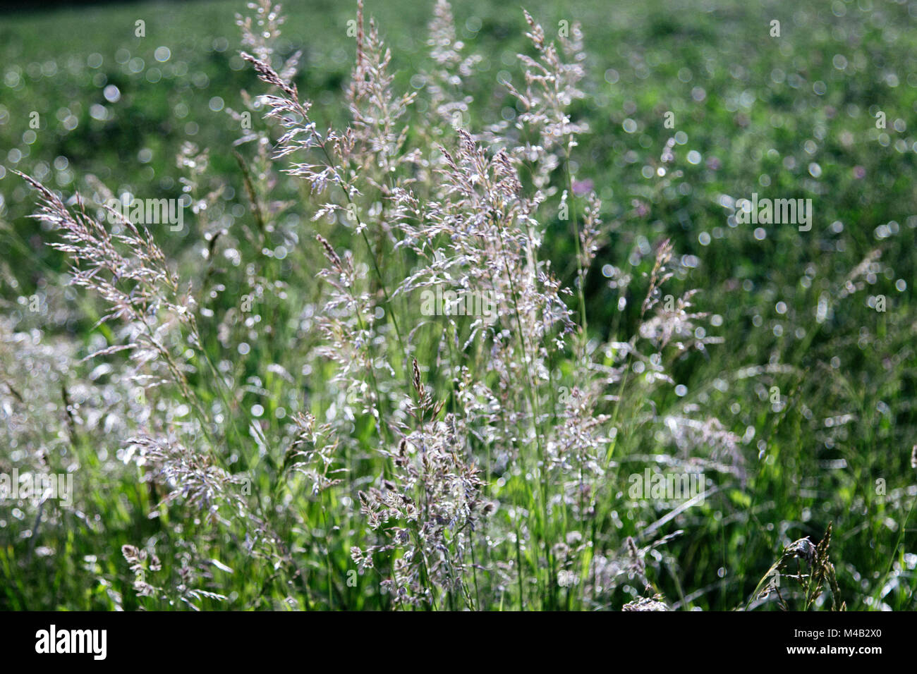 Sun on grass hi-res stock photography and images - Alamy
