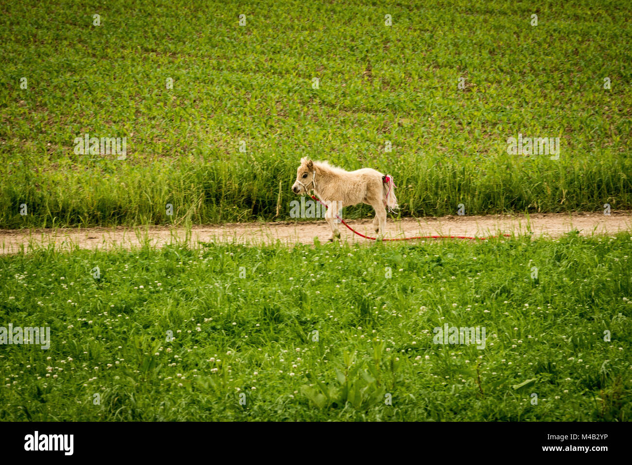 Lead by rope hi-res stock photography and images - Alamy