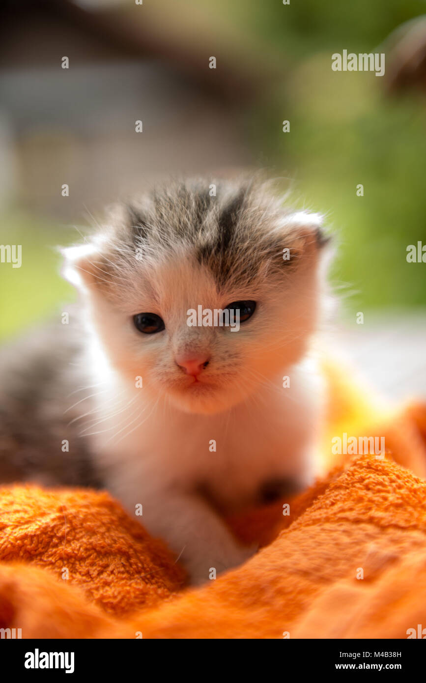 Two weeks old kitten hi-res stock photography and images - Alamy