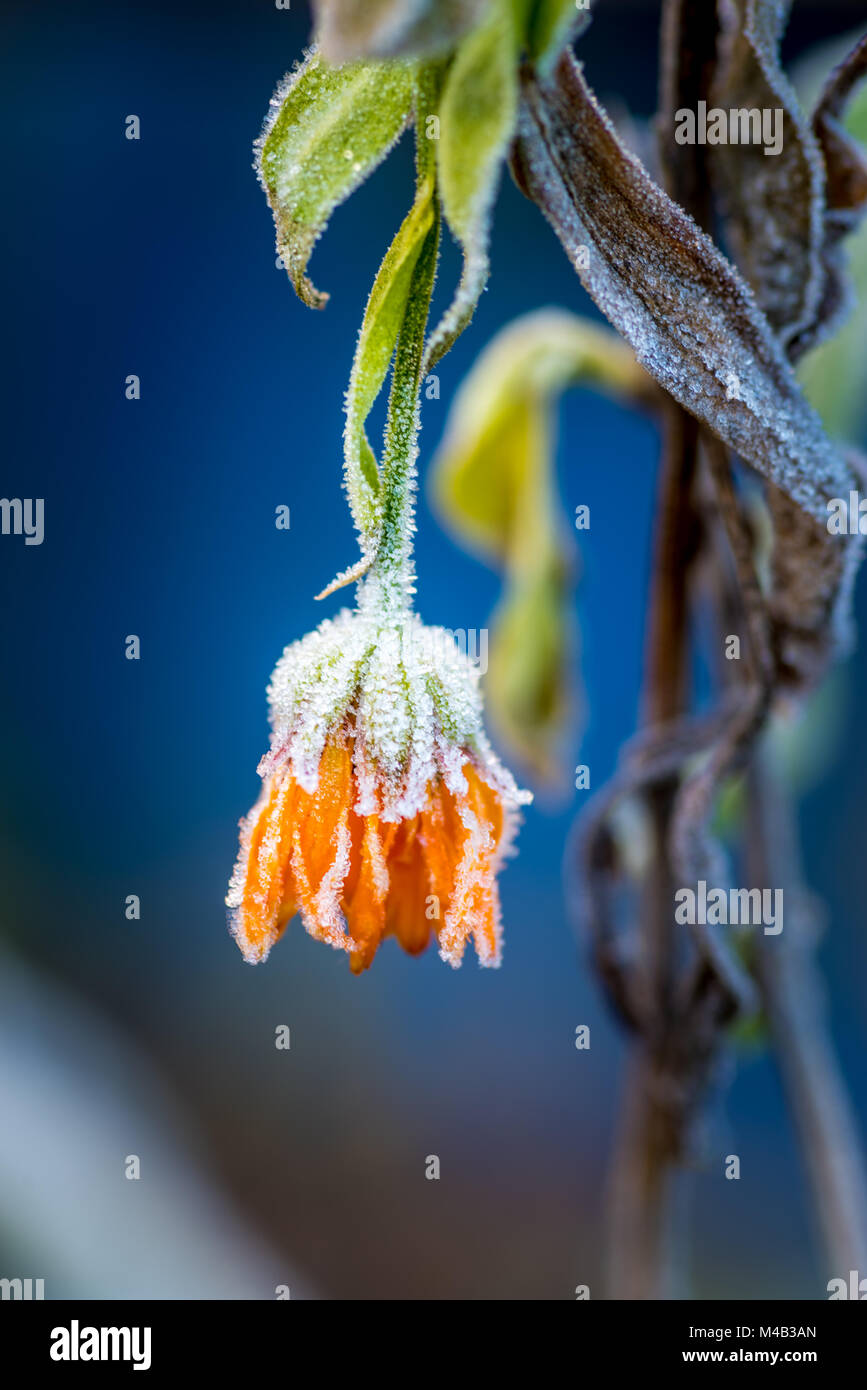 Icy flower hi-res stock photography and images - Alamy