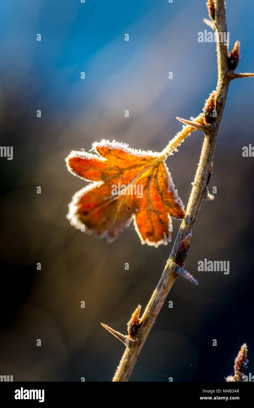 Cool leaf hi-res stock photography and images - Alamy