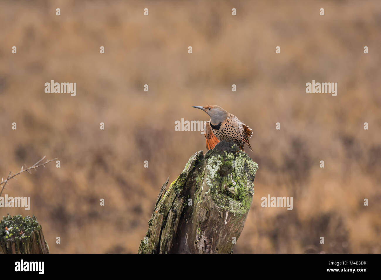 Northern Flicker (Colaptes Auratus) about take off from a log Stock ...