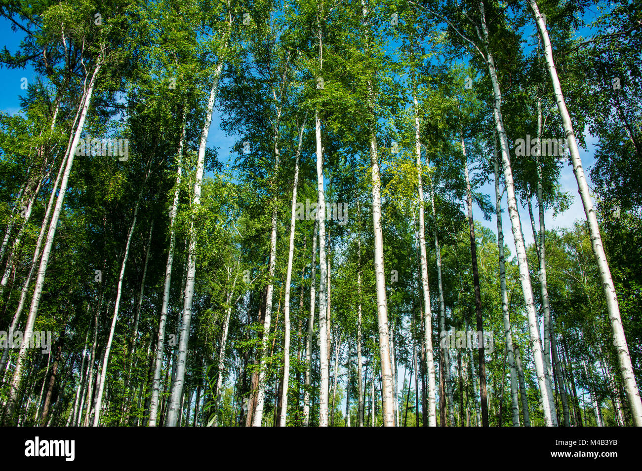 Birch tree forest near Tolbachik volcano,Kamchatka,Russia Stock Photo ...