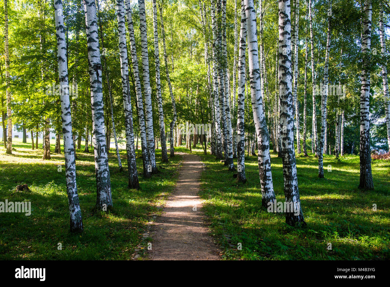 Birch Tree Forest Stock Photos & Birch Tree Forest Stock Images - Alamy