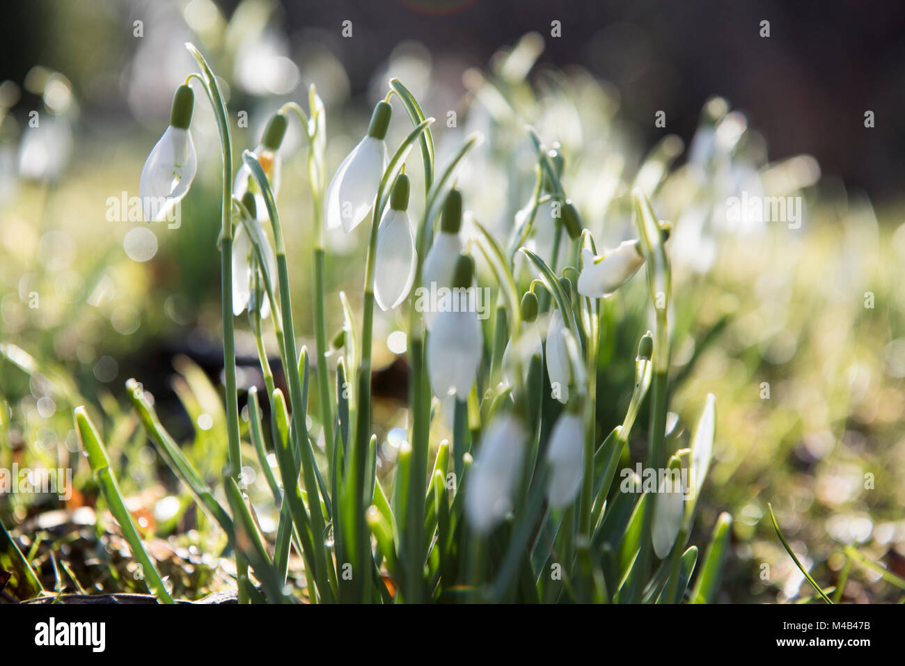 Snowdrops at Hodsock Priory in Blyth, near Worksop in Nottinghamshire ...