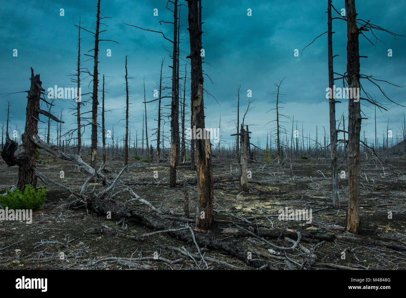 Dead tree forest on the Tolbachik volcano,Kamchatka,Russia Stock Photo ...