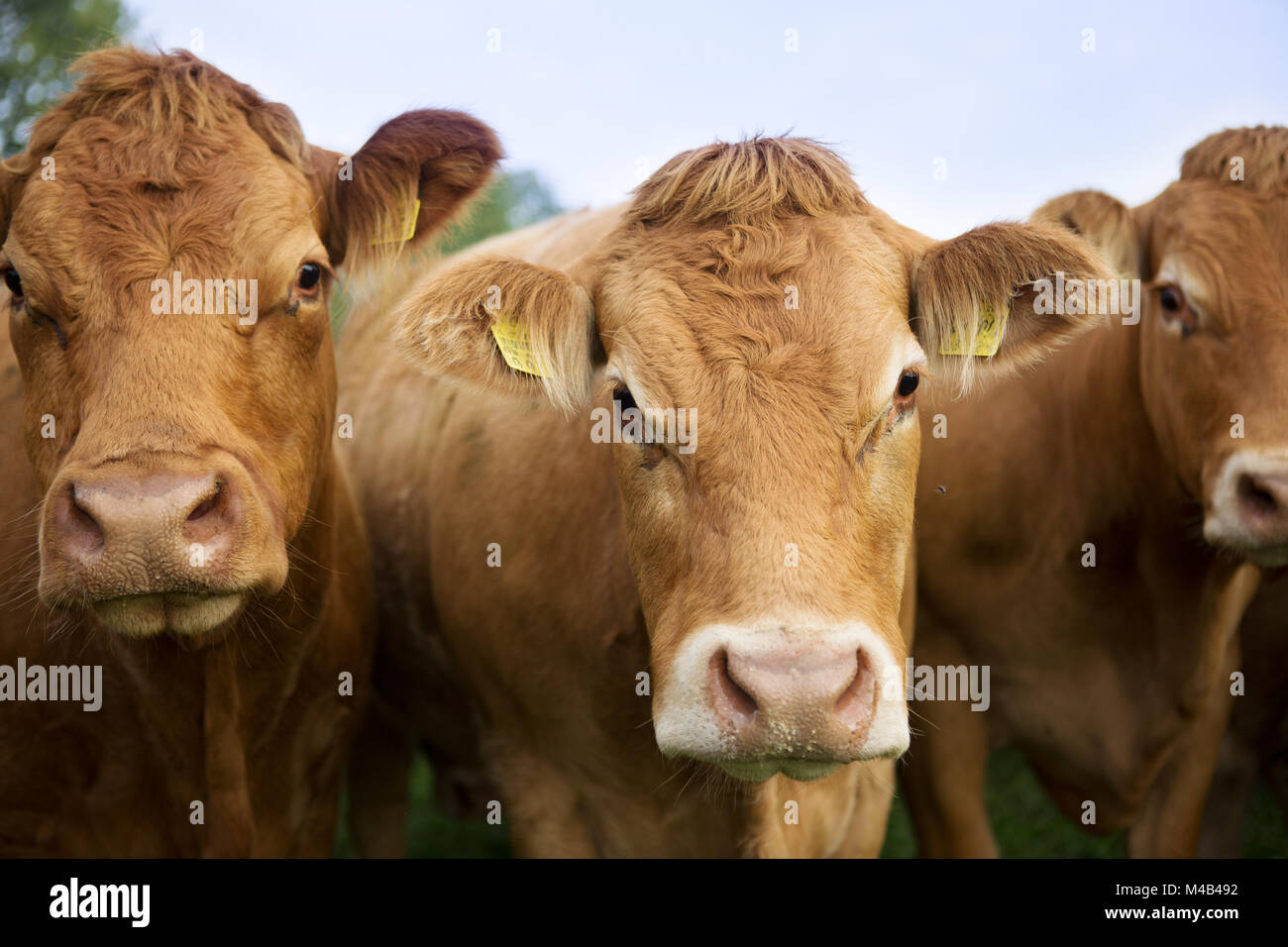 Cows l hi-res stock photography and images - Alamy