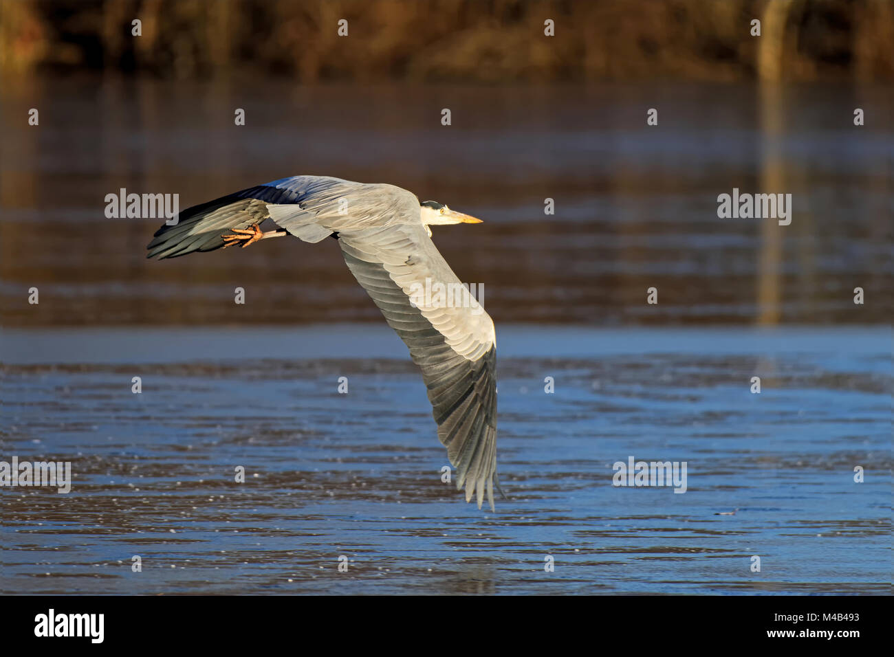 Grey herons in flight hi-res stock photography and images - Alamy