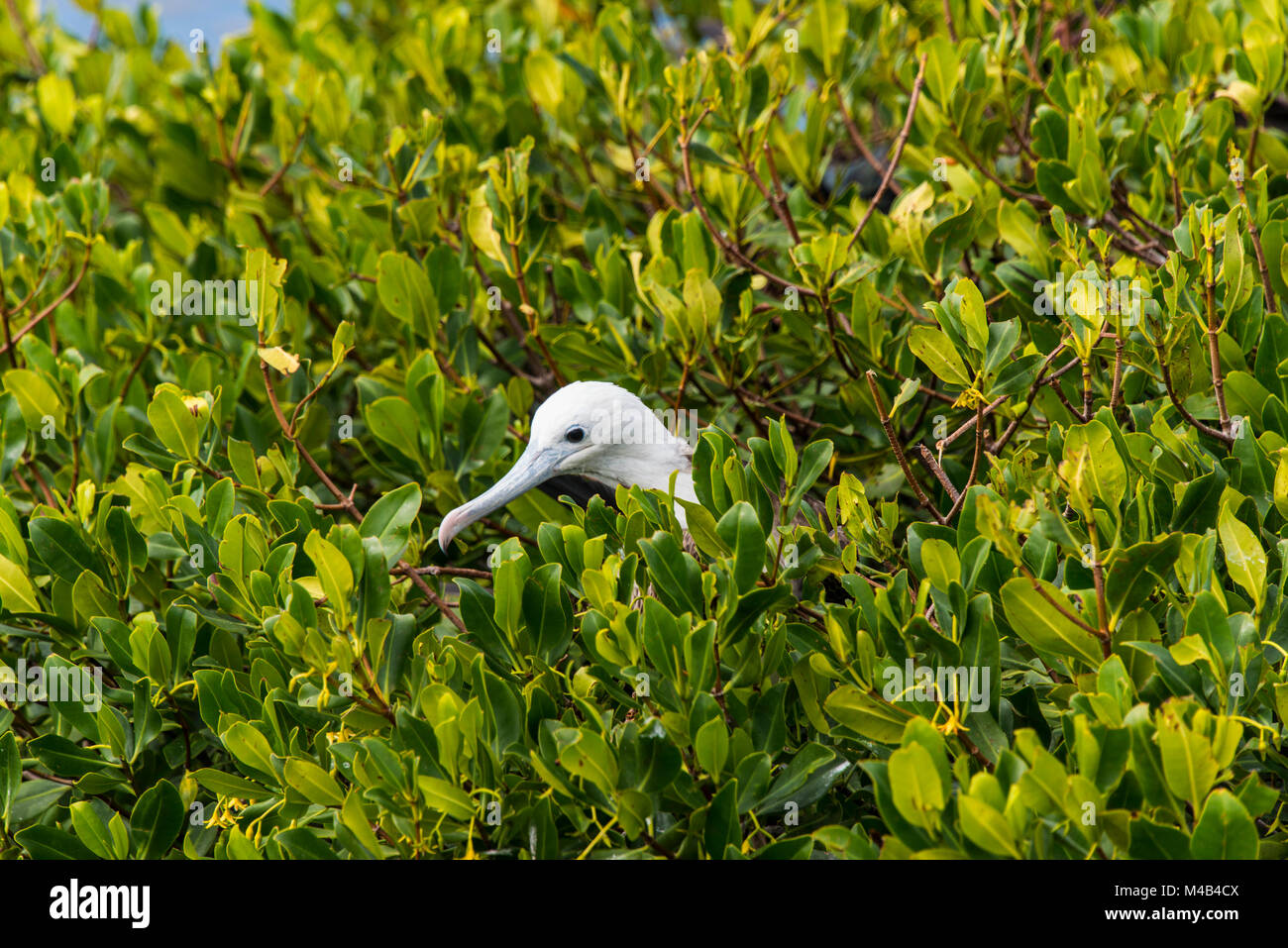 Frigate birds caribbean hi-res stock photography and images - Alamy