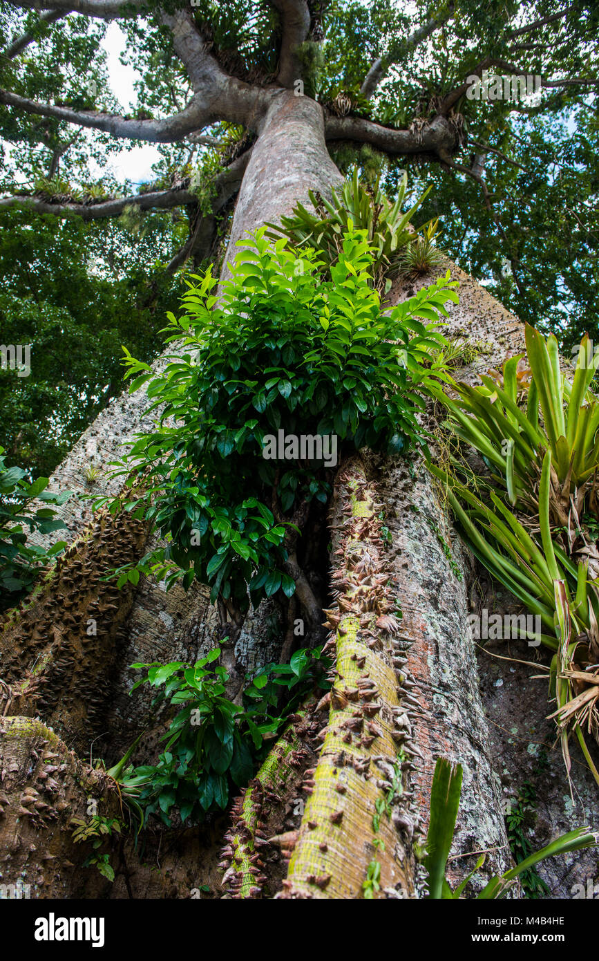 Tobago plants hi-res stock photography and images - Alamy