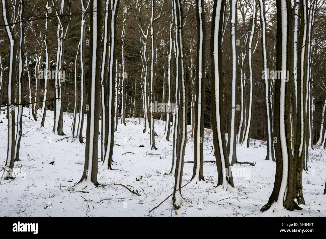 Beech Forest in Winter with Snow Stock Photo - Alamy