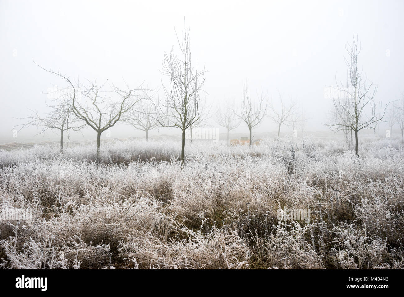 Fruit Trees in Winter Fog Stock Photo - Alamy