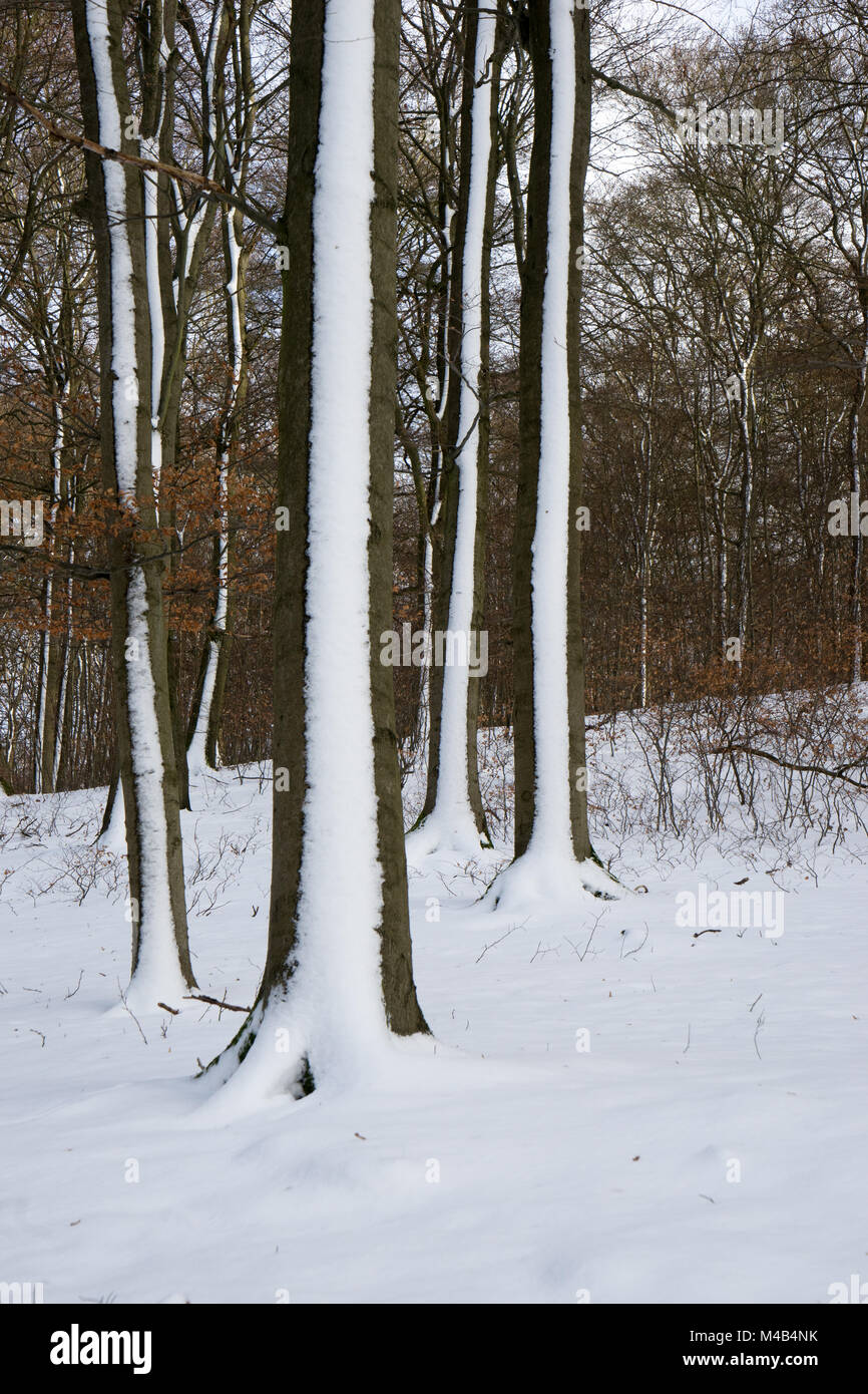 Beech Forest in Winter with Snow Stock Photo - Alamy
