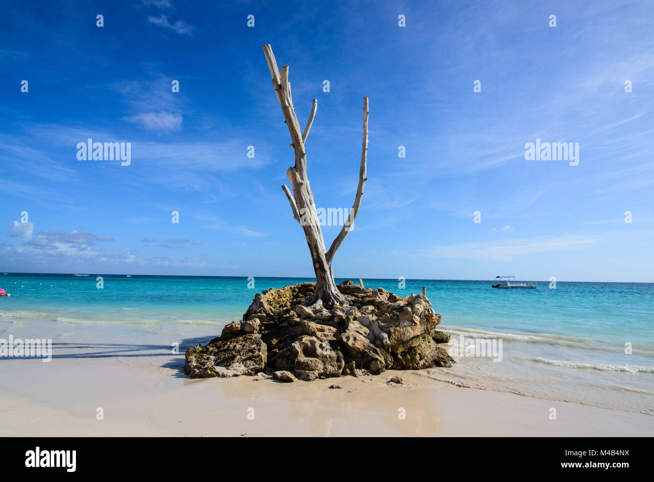 Lonely tree on a rock on the beach of Bavaro,Punta Cana,Dominican ...