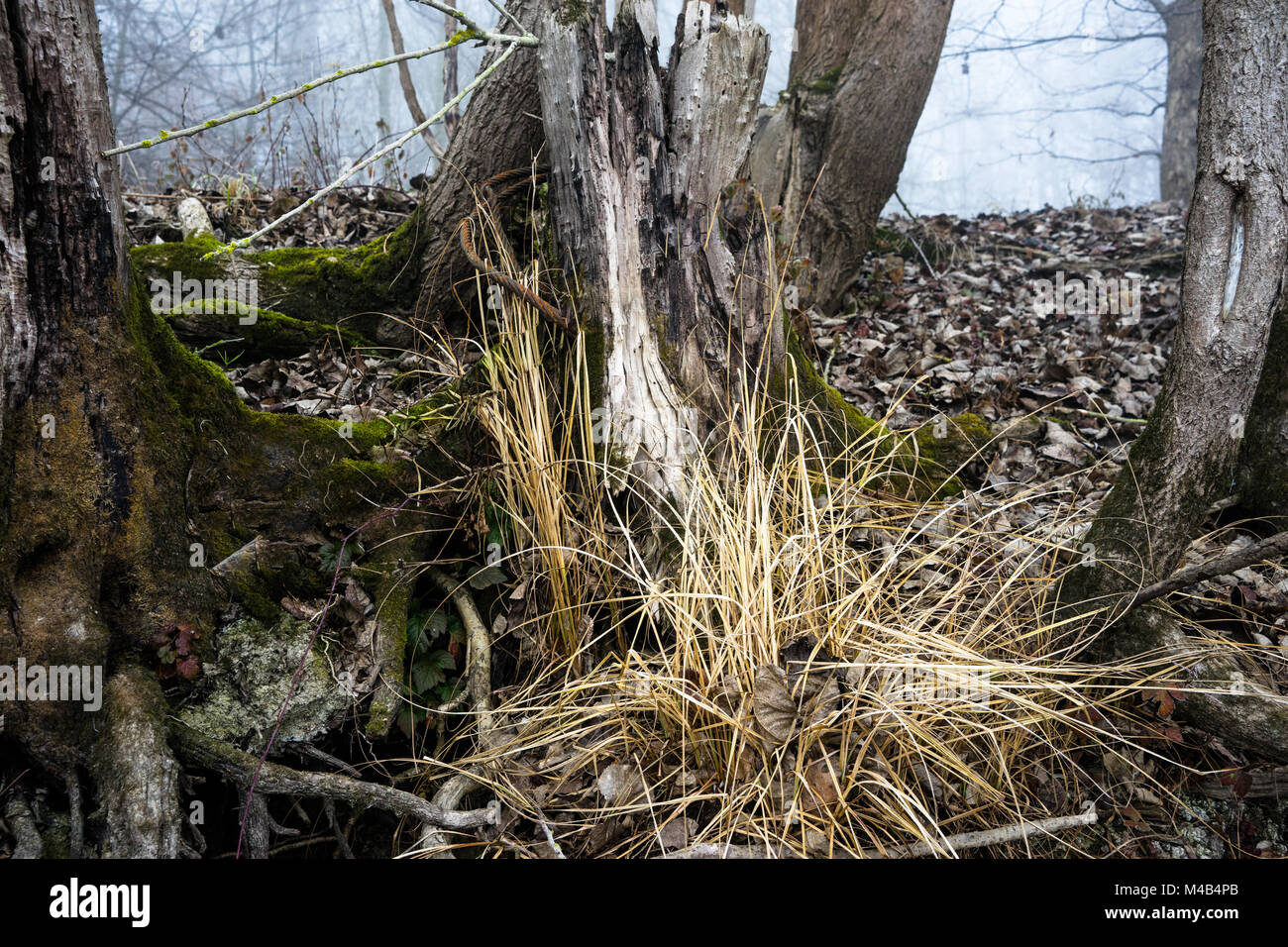 Tree Stomp in the Fog Stock Photo - Alamy