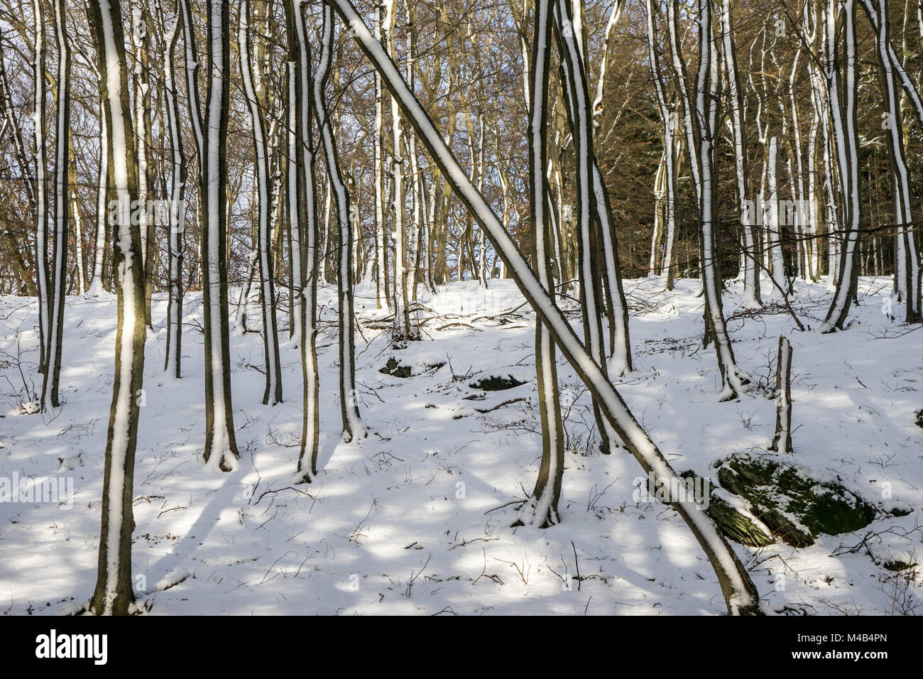 Beech Forest in Winter with Snow Stock Photo - Alamy