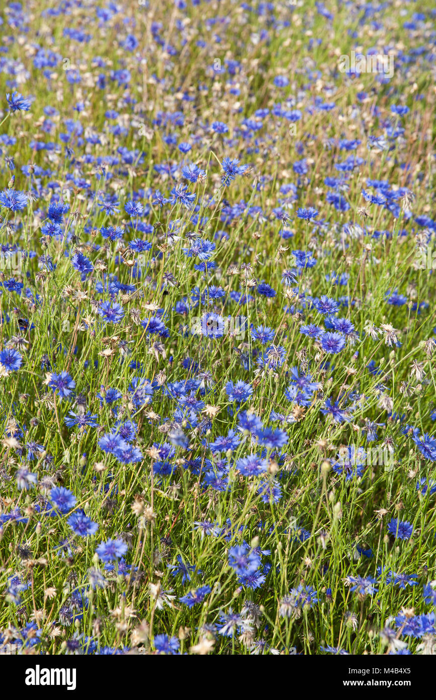Field of cornflowers Stock Photo - Alamy