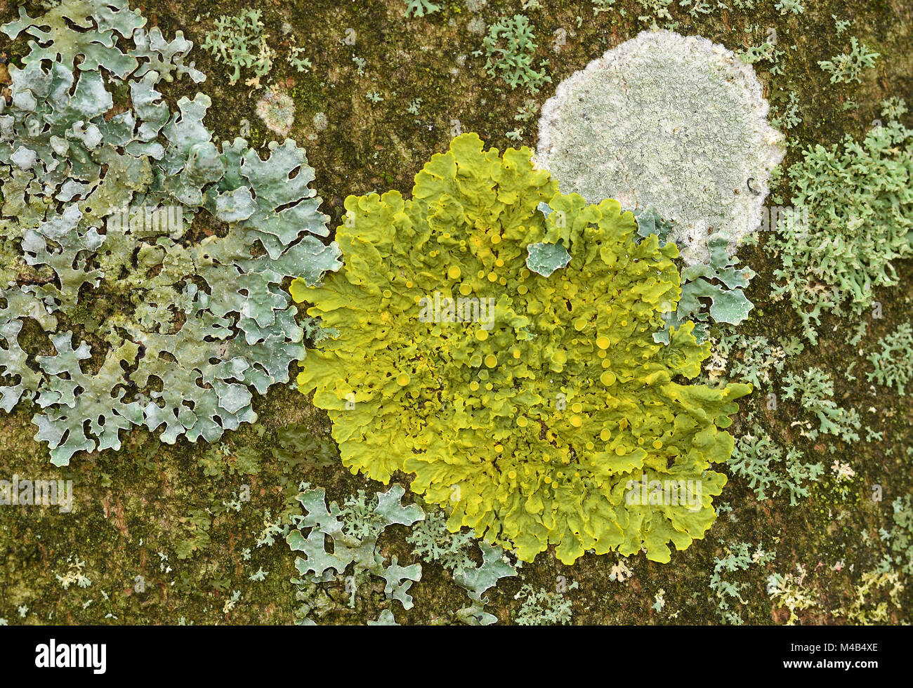 Yellow scale hi-res stock photography and images - Alamy