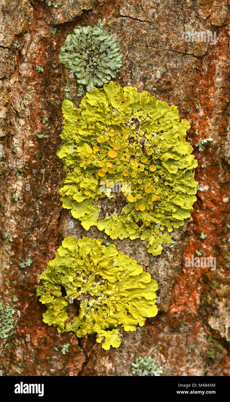 lichen; yellow scale; shore lichen; Xanthoria parietina Stock Photo - Alamy