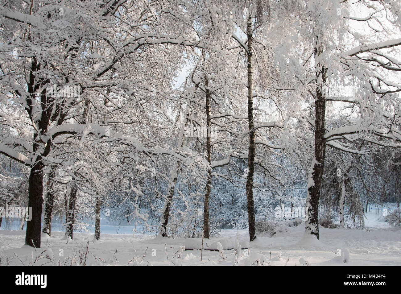 Winter landscape with a park after snowstorm Stock Photo - Alamy