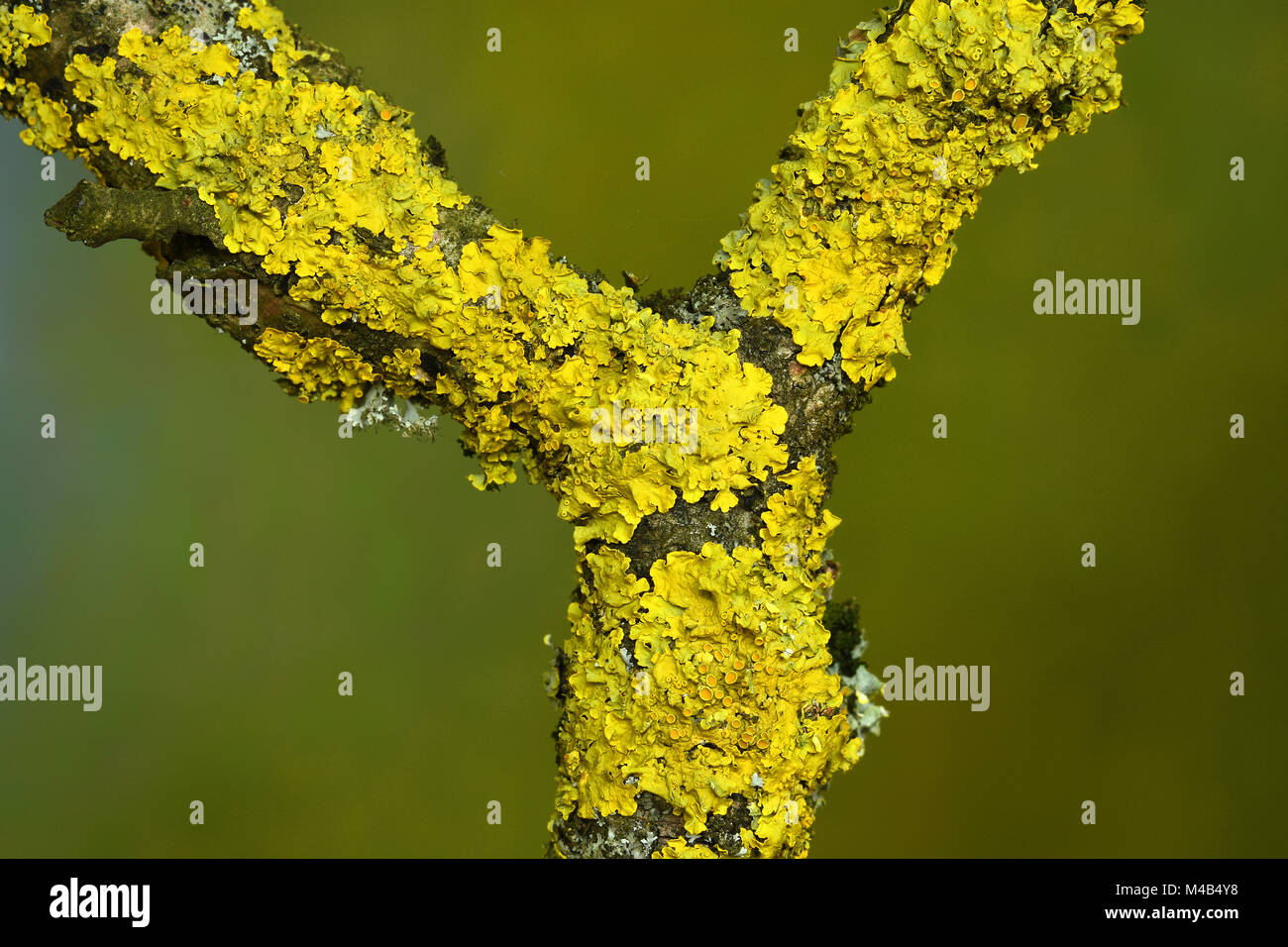 lichen; yellow scale; shore lichen; Xanthoria parietina Stock Photo - Alamy