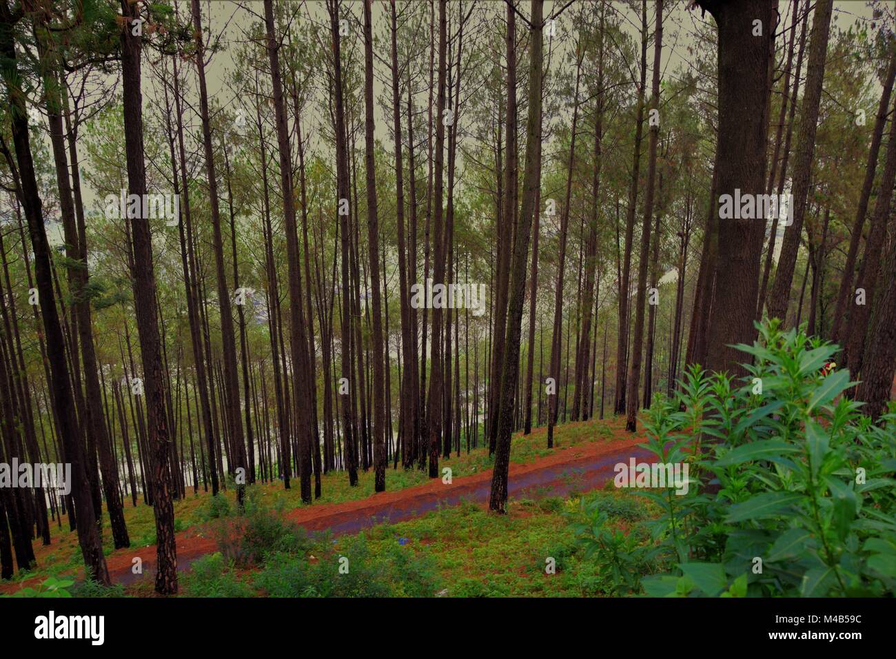 Road of nepal at jungle hi-res stock photography and images - Alamy