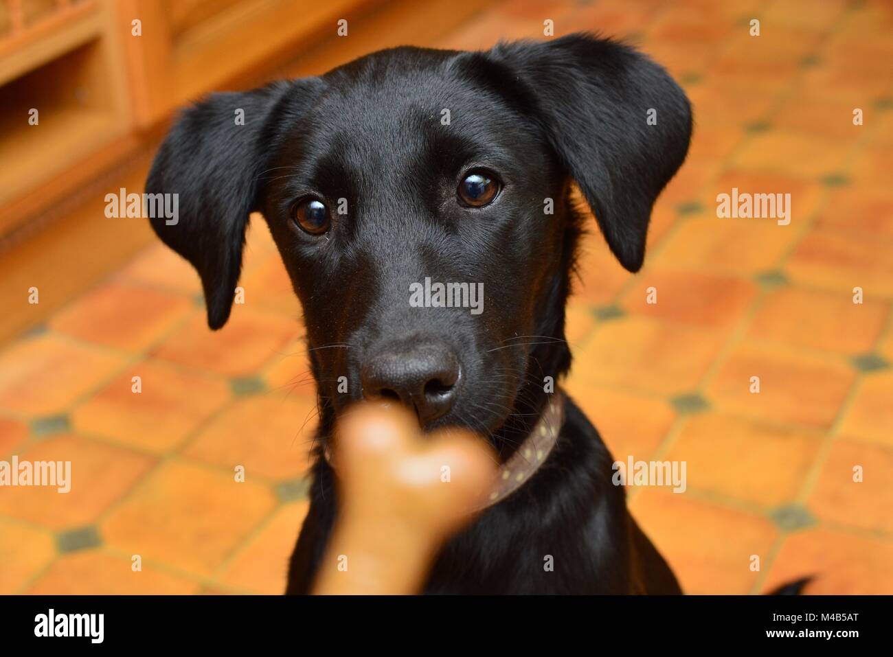 Head shot of a cute black Labrador puppy looking at a dog biscuit Stock ...